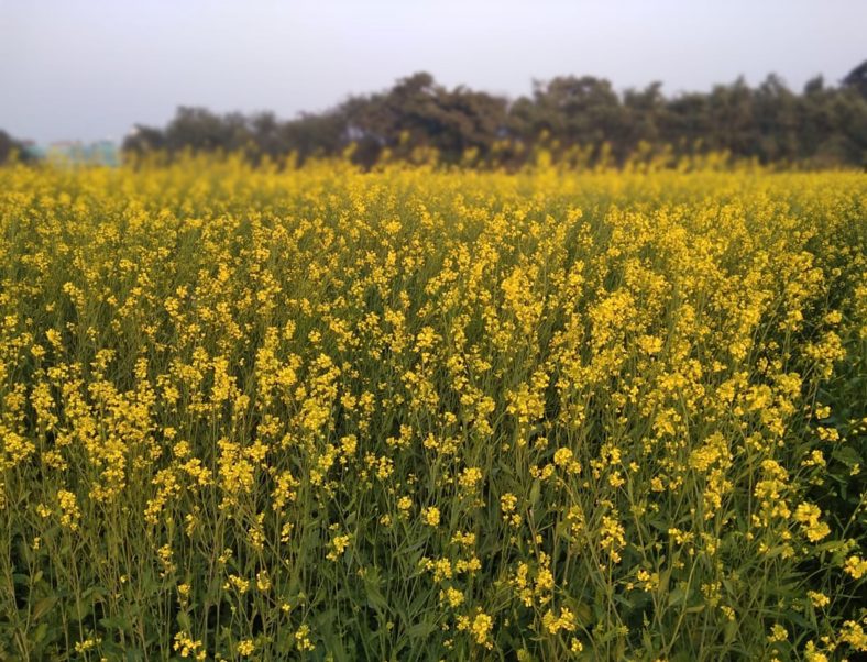 Mustard field with flower - free photo - Graphics Pic