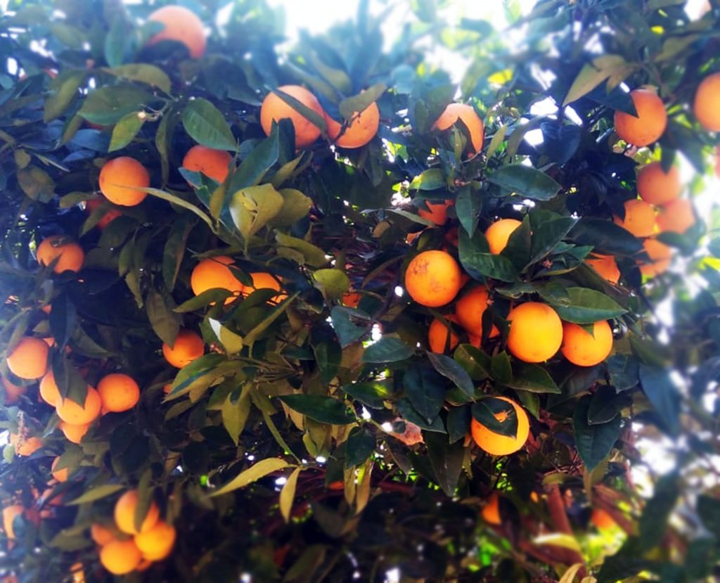 Oranges fruits tree image - free photo - Graphics Pic