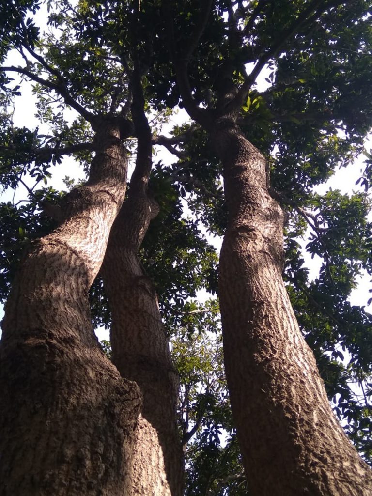 Big mango tree – free photo - Graphics Pic