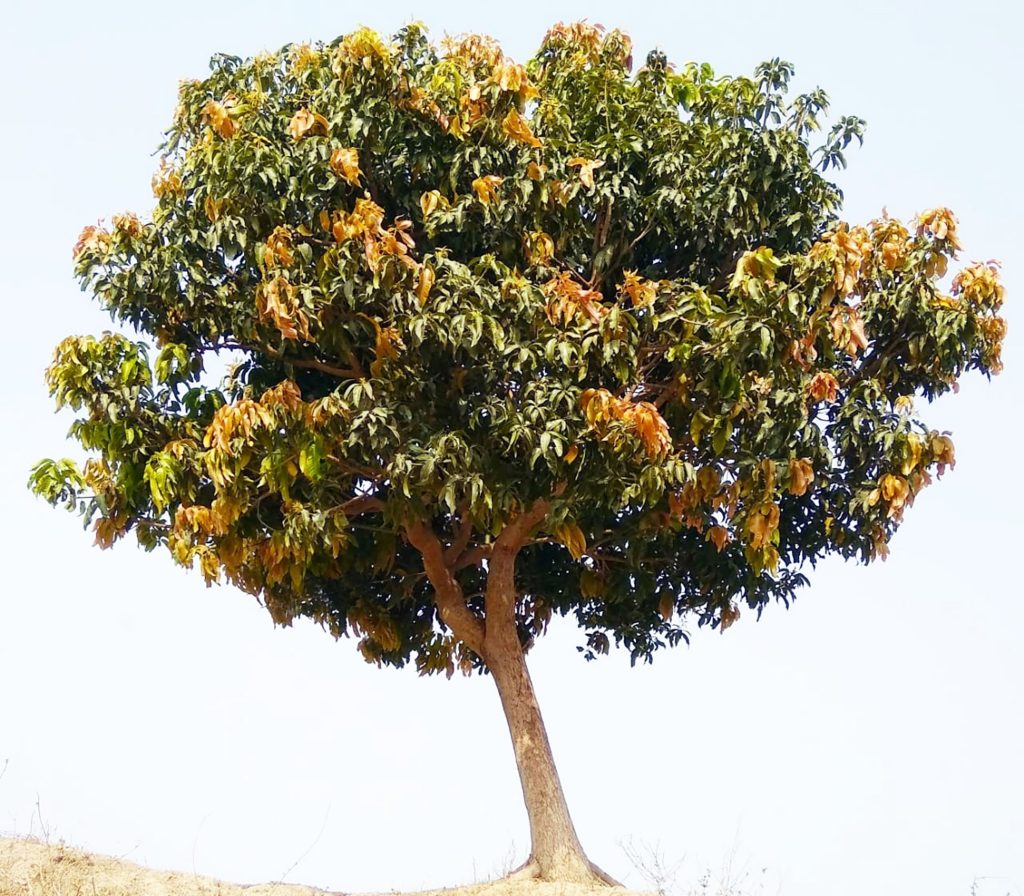 Mango small tree - free pic - Graphics Pic